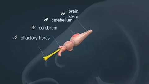 Fish Anatomy Stock Footage ~ Royalty Free Stock Videos | Pond5