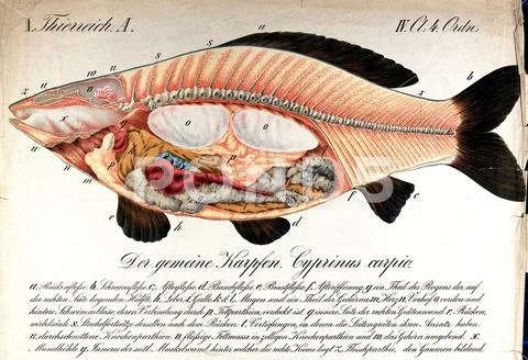 Anatomy of the fish a carp cross section through the body of the fish ...