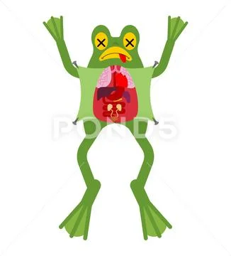 Anatomy frog. Internal organs of toad. Amphibian preparation. Study ...