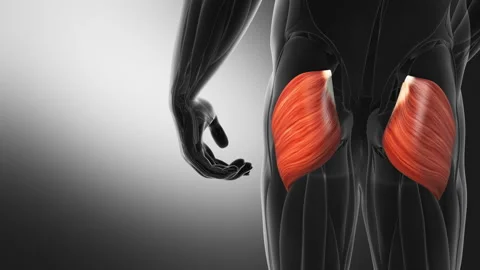 Anatomy of the Gluteus Maximus Muscles | Stock Video | Pond5