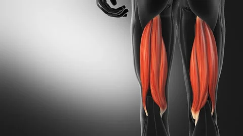 Hamstring Anatomy Stock Footage ~ Royalty Free Stock Videos | Pond5