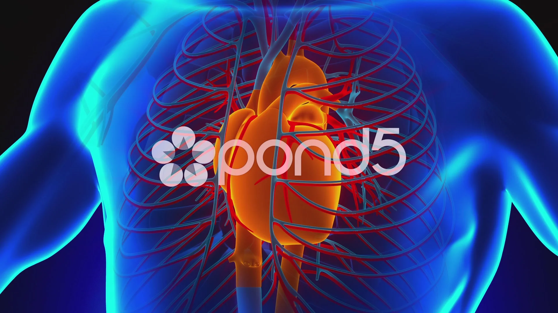 Anatomy Of The Heart