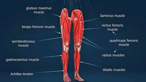 Anatomy of huma muscles of the lower lim... | Stock Video | Pond5