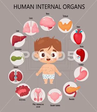 Anatomy human body. Infographic with cute boy. Visual diagram healthy ...