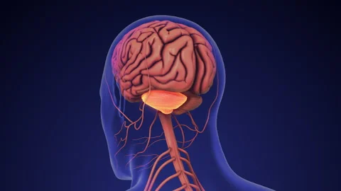 Anatomy of the human brain left cerebell... | Stock Video | Pond5