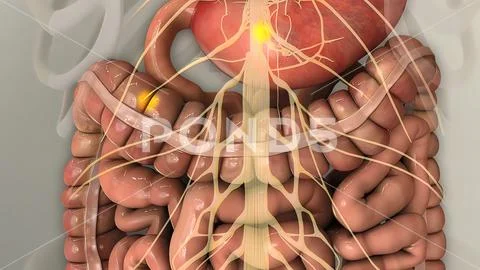 Anatomy of human digestive system guts and stomach: Royalty Free #220574038