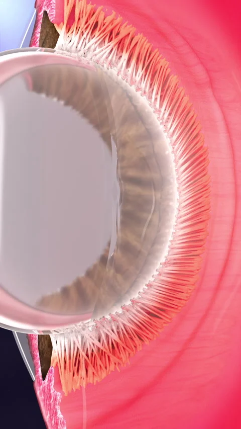 Muscle Animation Stock Footage ~ Royalty Free Stock Videos | Pond5