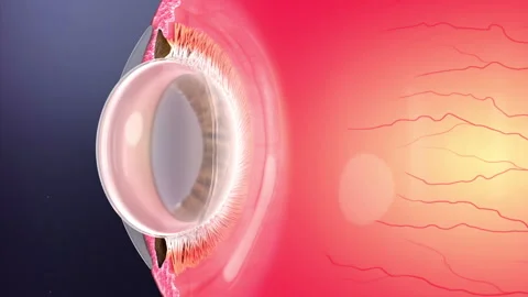 Anatomy of the human eye,ciliary muscle ... | Stock Video | Pond5