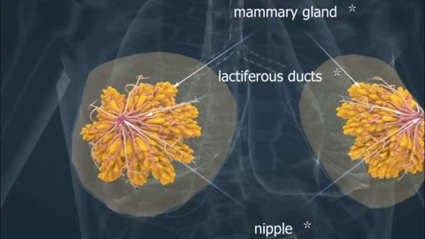 Anatomy of human female breasts | Stock Video | Pond5