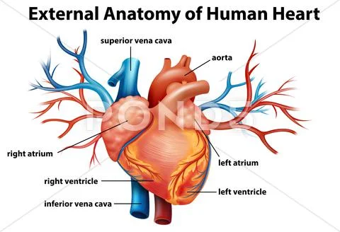 Anatomy of the human heart ~ Clip Art ~ Download #42315147