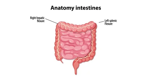 Intestines Anatomy Stock Footage ~ Royalty Free Stock Videos | Pond5