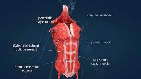 Anatomy of human muscles of the trunk | Stock Video | Pond5