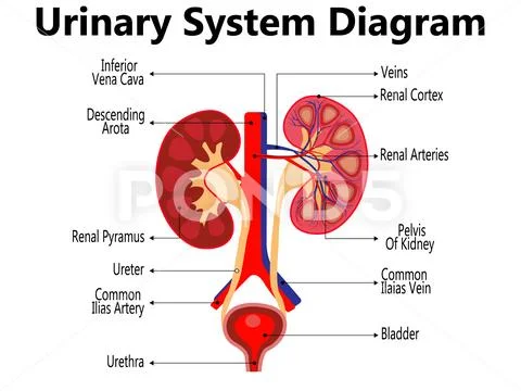 Anatomy of the human urinary system with main parts labeled: Graphic ...