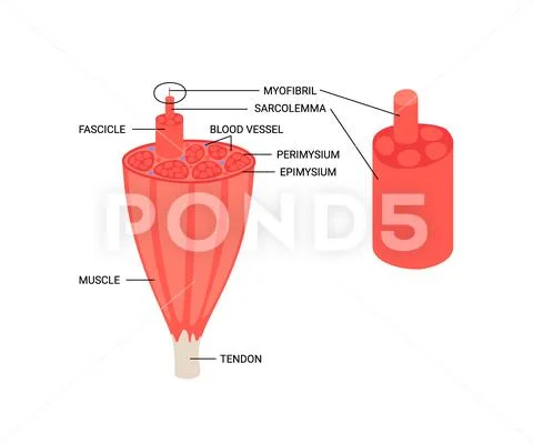 Anatomy inside muscle, structure fiber with tendon. Anatomical skeletal ...