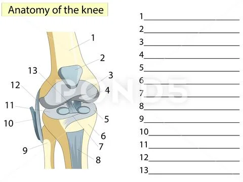 Anatomy. Knee Joint Cross Section Showing the major parts. Write down the Illustration #262667048