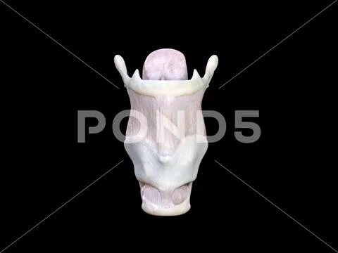 Anatomy of the larynx 3d medical illustration on black background, 3d ...