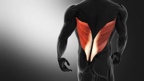 Anatomy of the Latissimus Dorsi Muscles | Stock Video | Pond5