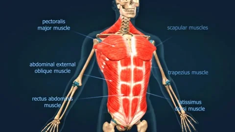 Anatomy of the muscles of the trunk | Stock Video | Pond5