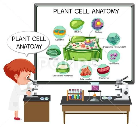 Anatomy of plant cell (Biology Diagram): Royalty Free #148859950