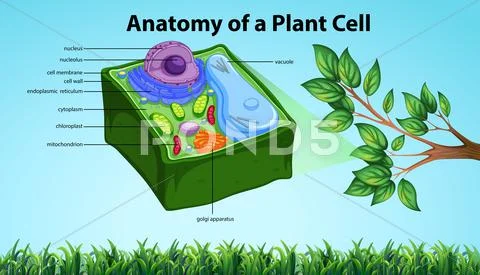 Anatomy of plant cell with names ~ Clip Art #67300995
