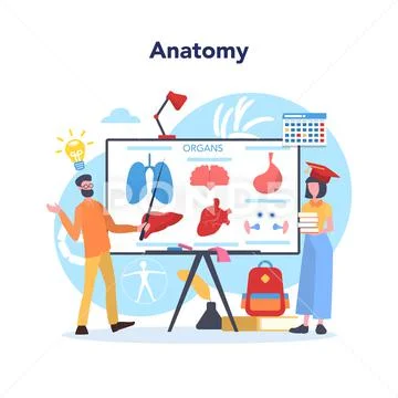 Anatomy school subject. Internal human organ studying. Anatomy: Royalty ...