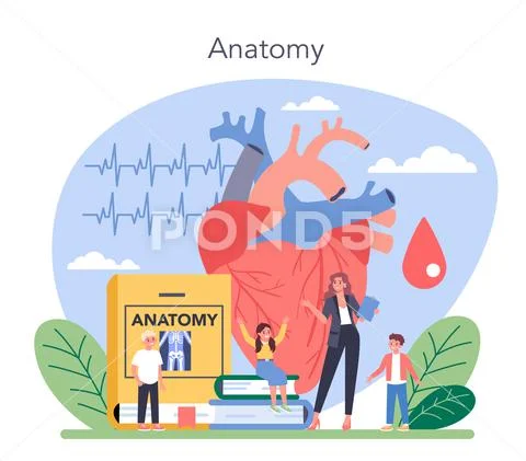 Anatomy school subject. Internal human organ studying. Anatomy ~ Clip ...