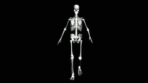 Anatomy: skeleton | Stock Video | Pond5