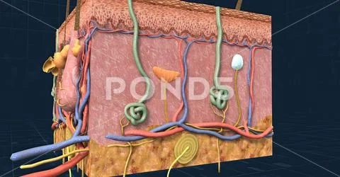 Anatomy of the skin, showing the epidermis, dermis, and subcutaneous ...