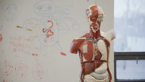 Anatomy statue in high school biology cl... | Stock Video | Pond5