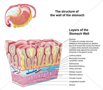 Anatomy of the structure and layers of the stomach wall. Illustration ...