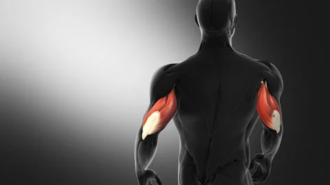 Hand Muscles Anatomy Stock Video Footage | Royalty Free Hand Muscles ...