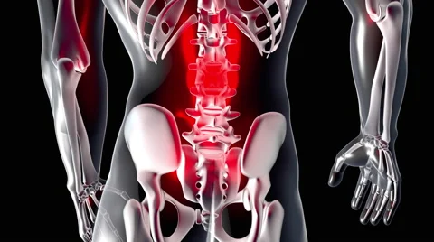 Back Anatomy Stock Footage ~ Royalty Free Stock Videos | Pond5