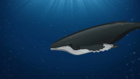 The Anatomy of a Whale: An Animated Expl... | Stock Video | Pond5