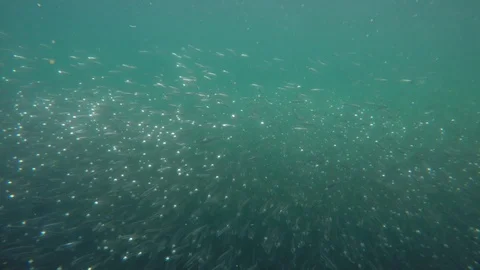 Anchovy Stock Video Footage | Royalty Free Anchovy Videos | Pond5