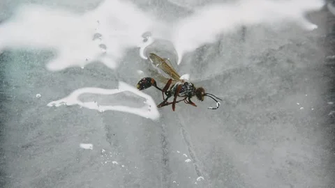 An ancient insect is thawed melting from... | Stock Video | Pond5