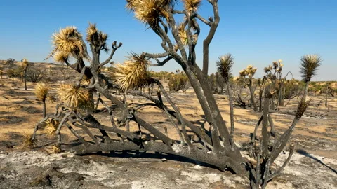Ancient Joshua trees burned to ash by wi... | Stock Video | Pond5