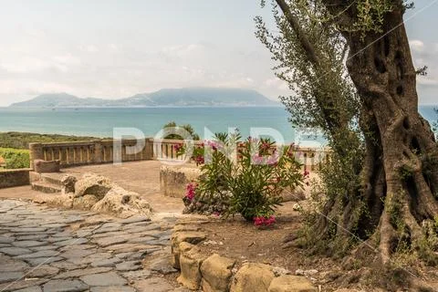 Ancient roman road with olive tree, Nerium oleander tree, the ...