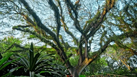 Ancient tree Samanea saman from Dutch er... | Stock Video | Pond5