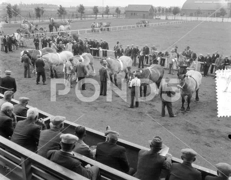Anefo photo collection. Premium inspections for the Dutch draft horse ...