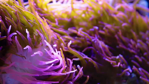 Anemone moving in the current, stunning ... | Stock Video | Pond5