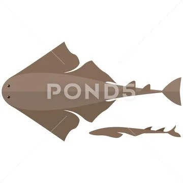 Angel shark vector illustration on white background: Royalty Free ...