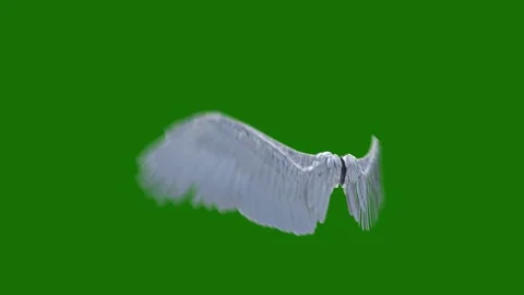 Angel wings high Resolution animated gre... | Stock Video | Pond5