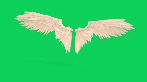 Angel wings high Resolution animated gre... | Stock Video | Pond5
