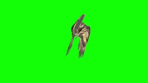 Angels Birds Wings Flapping Side 3D Rend... | Stock Video | Pond5