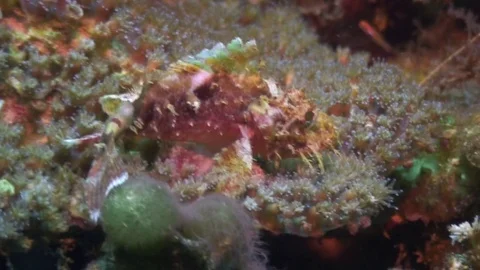 Anglerfish underwater in ocean of wildli... | Stock Video | Pond5