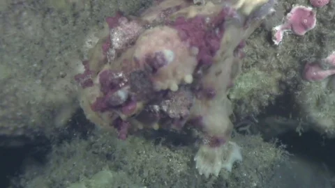 Anglerfish underwater in ocean of wildli... | Stock Video | Pond5