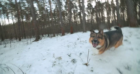 Angry Aggressive Mad Dog Running Outdoor... | Stock Video | Pond5