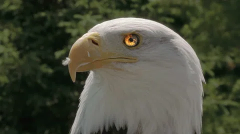 Angry American Eagle with fire burning i... | Stock Video | Pond5
