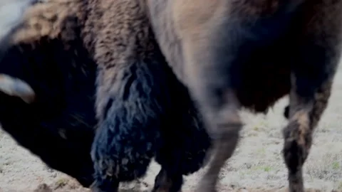 Angry Bison (or Buffalo) bull rolling in... | Stock Video | Pond5