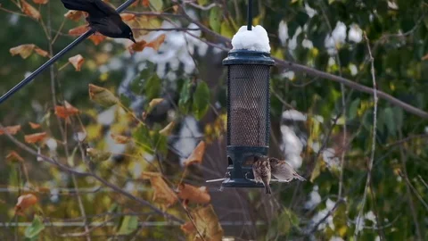 Angry Birds Snow Stock Videos – Royalty-Free HD & 4K Videos